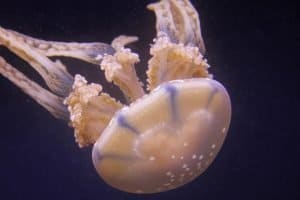 TOP 10 most dangerous fish in the world, RANKED