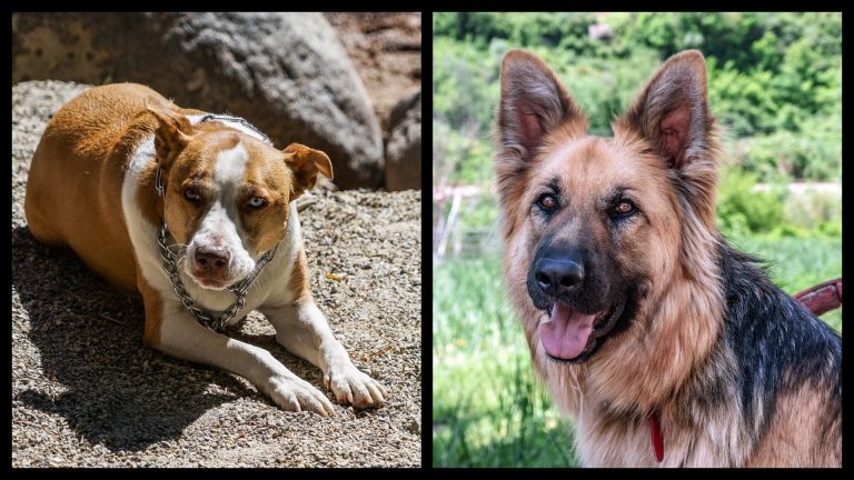 TOP 10 most dangerous dogs in the world, RANKED