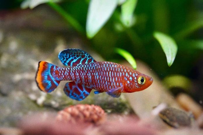 TOP 10 cutest fish breeds ever, RANKED in order of cuteness