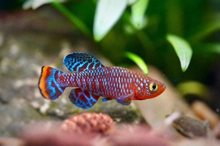 TOP 10 cutest fish breeds ever, RANKED in order of cuteness
