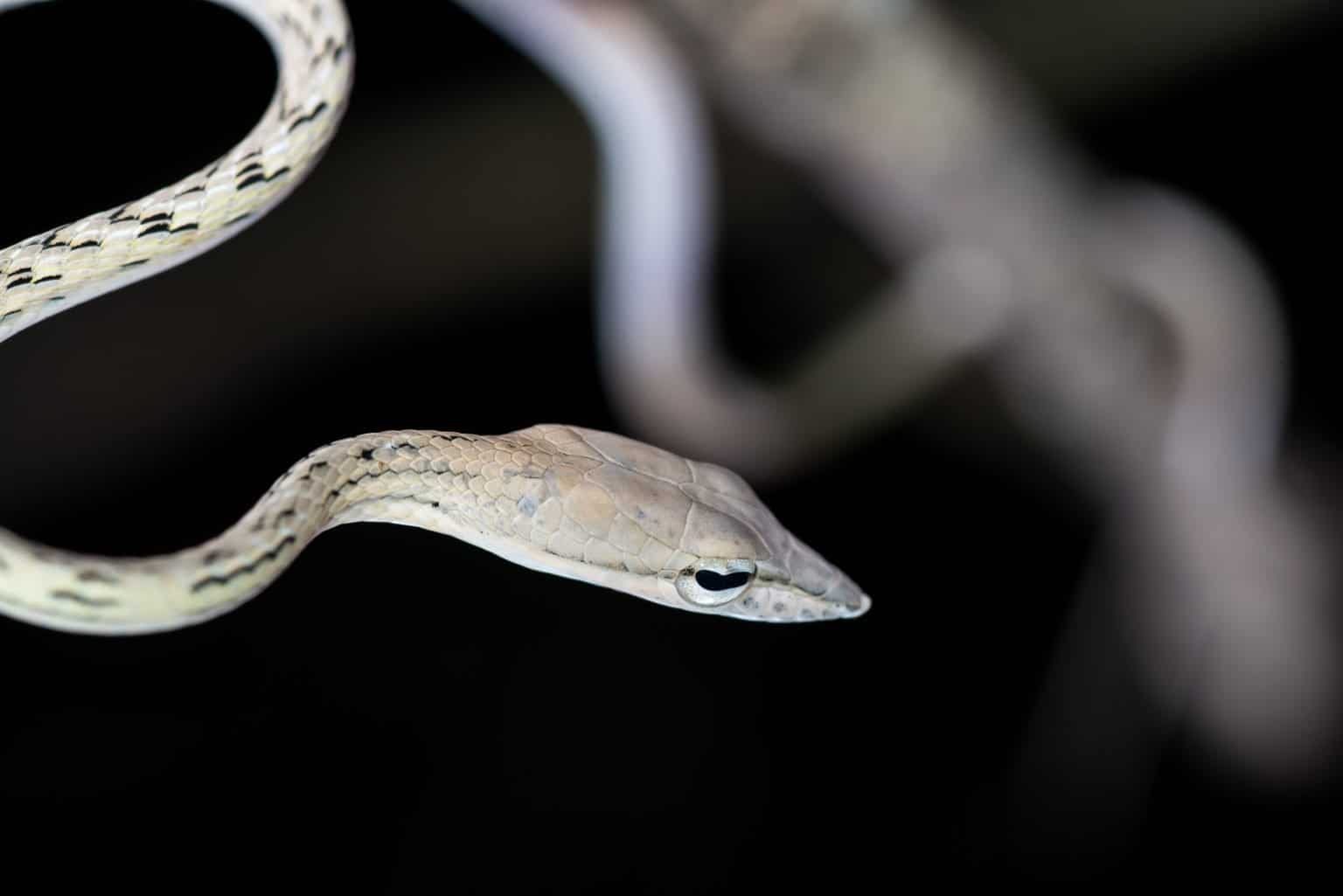 TOP 10 cutest snake breeds in the world, RANKED