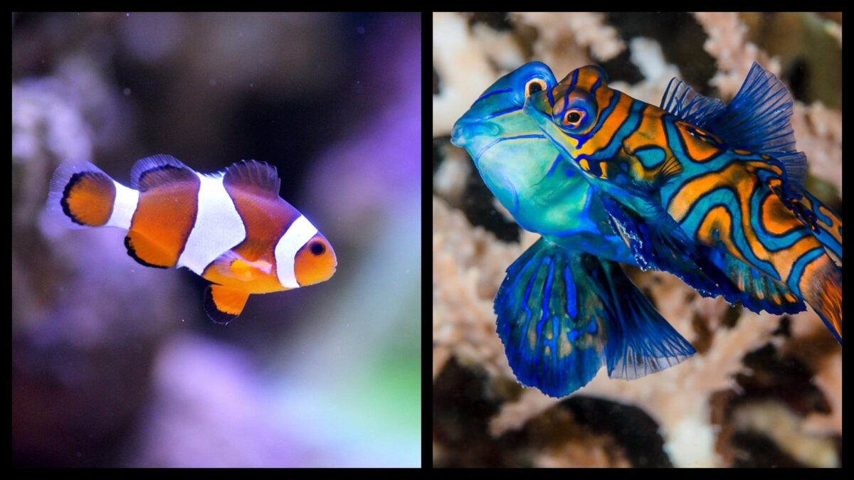 TOP 10 cutest fish breeds ever, RANKED in order of cuteness