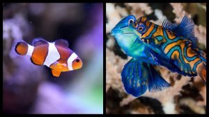TOP 10 cutest fish breeds ever, RANKED in order of cuteness