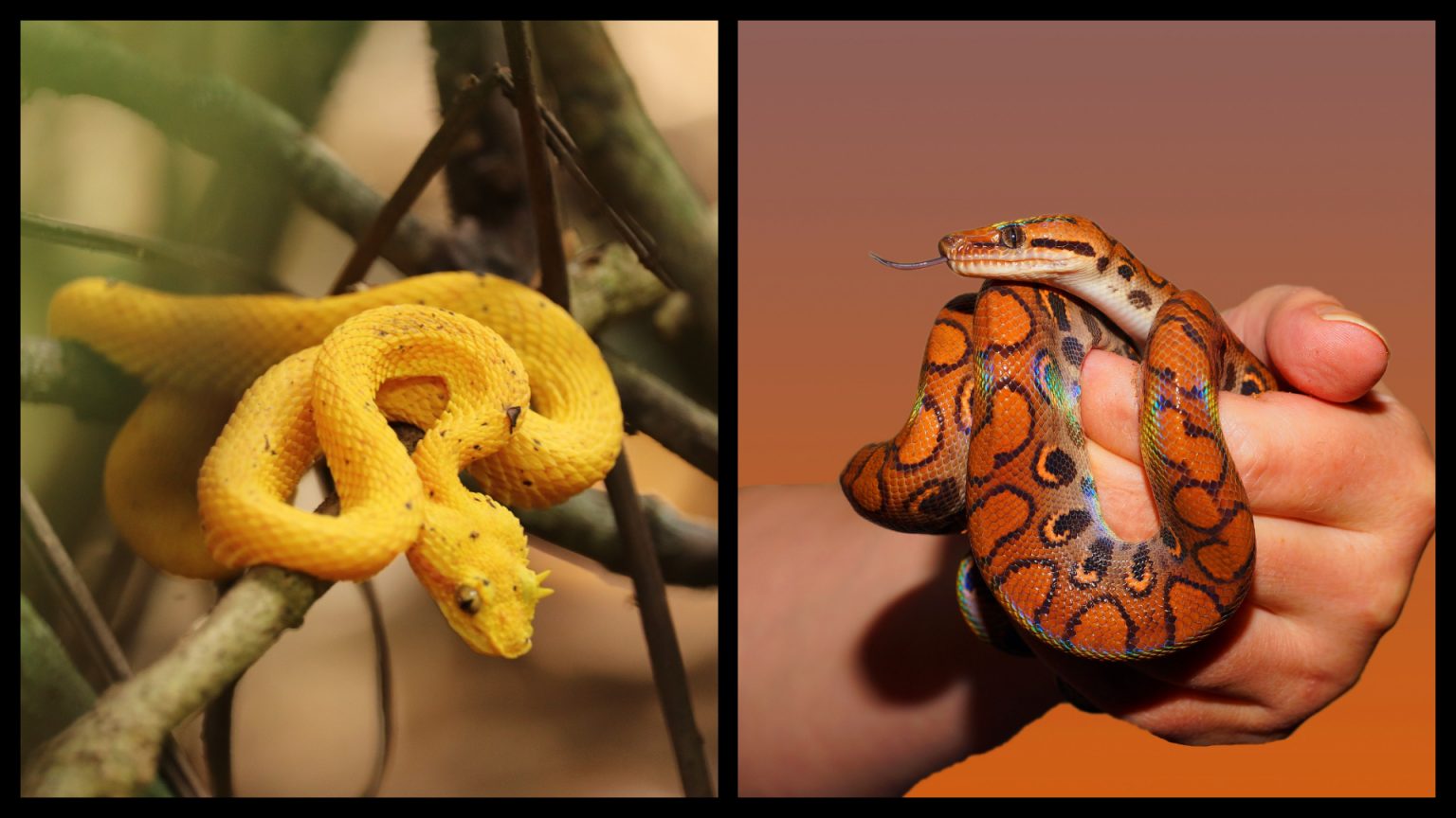 TOP 10 Cutest Snake Breeds In The World RANKED top-10-cutest-snake-breeds-in-the-world-ranked