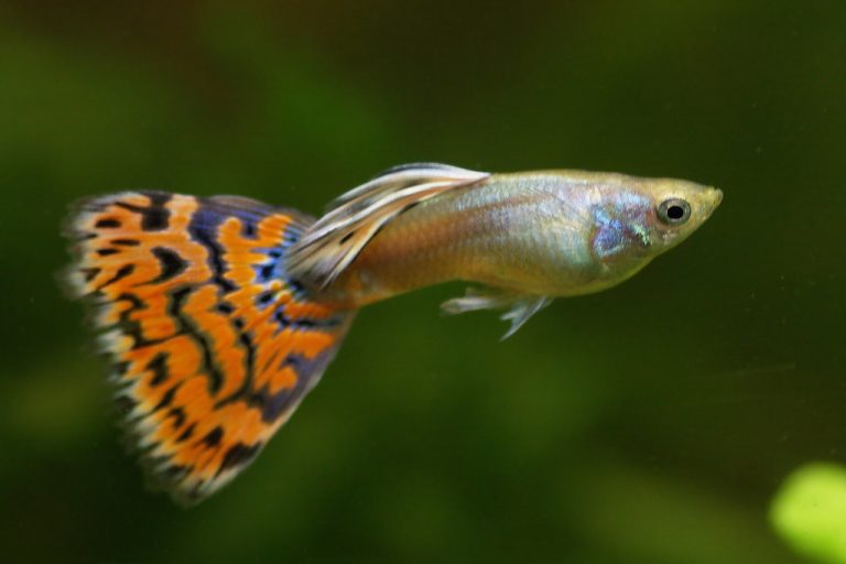 TOP 10 cutest fish breeds ever, RANKED in order of cuteness