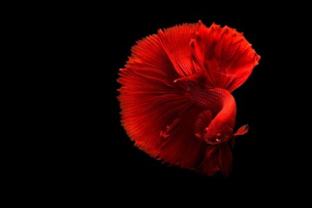TOP 10 cutest fish breeds ever, RANKED in order of cuteness