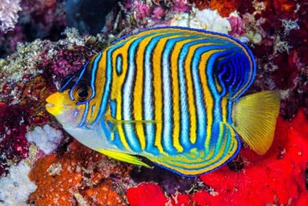 TOP 10 cutest fish breeds ever, RANKED in order of cuteness