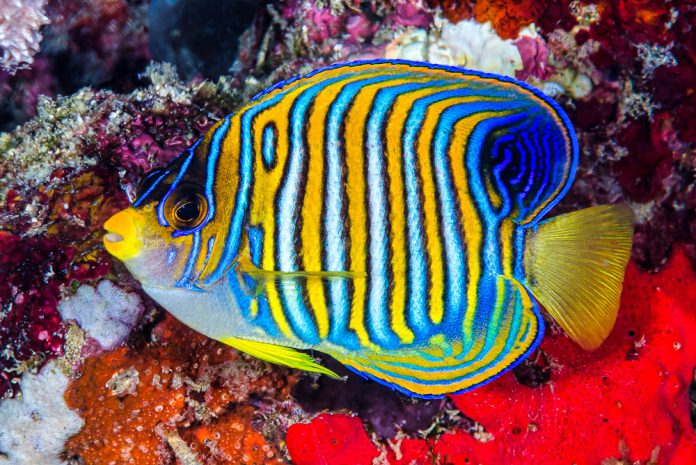 TOP 10 cutest fish breeds ever, RANKED in order of cuteness