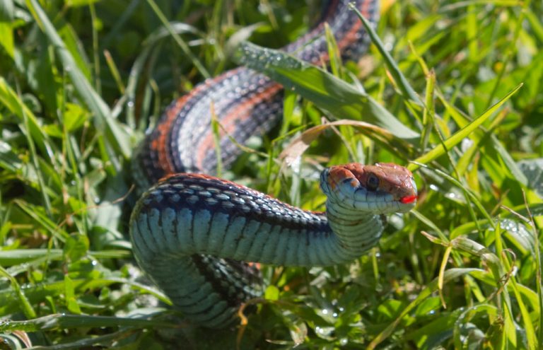 TOP 10 cutest snake breeds in the world, RANKED