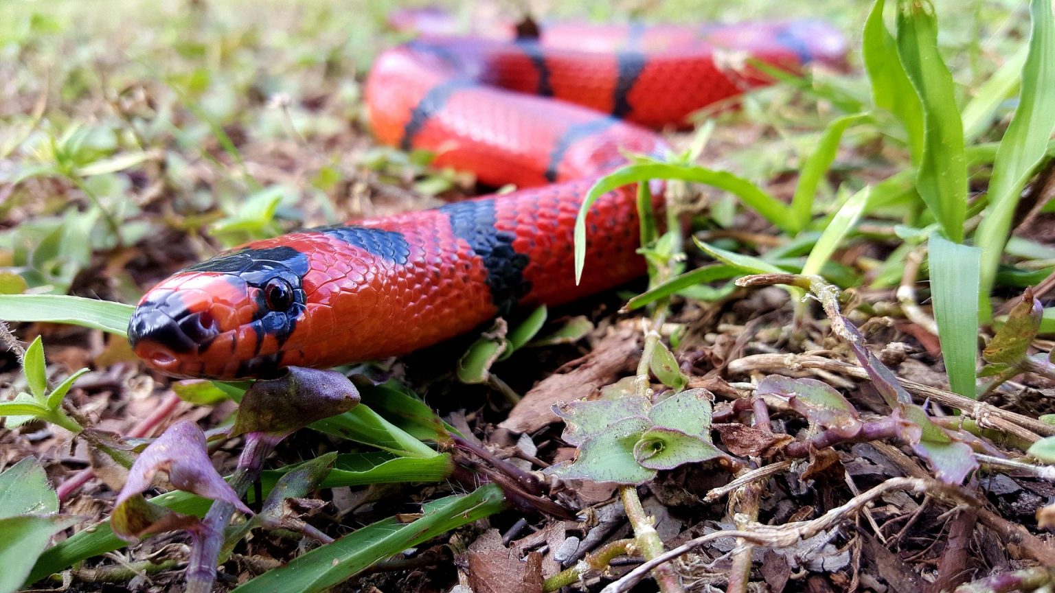 TOP 10 cutest snake breeds in the world, RANKED