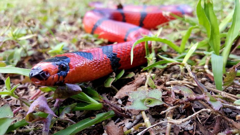 TOP 10 cutest snake breeds in the world, RANKED