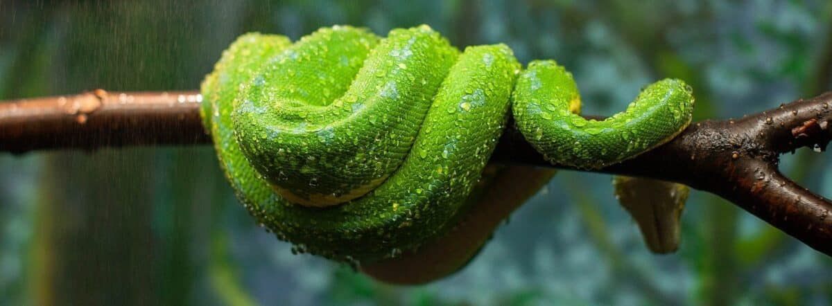 TOP 10 cutest snake breeds in the world, RANKED