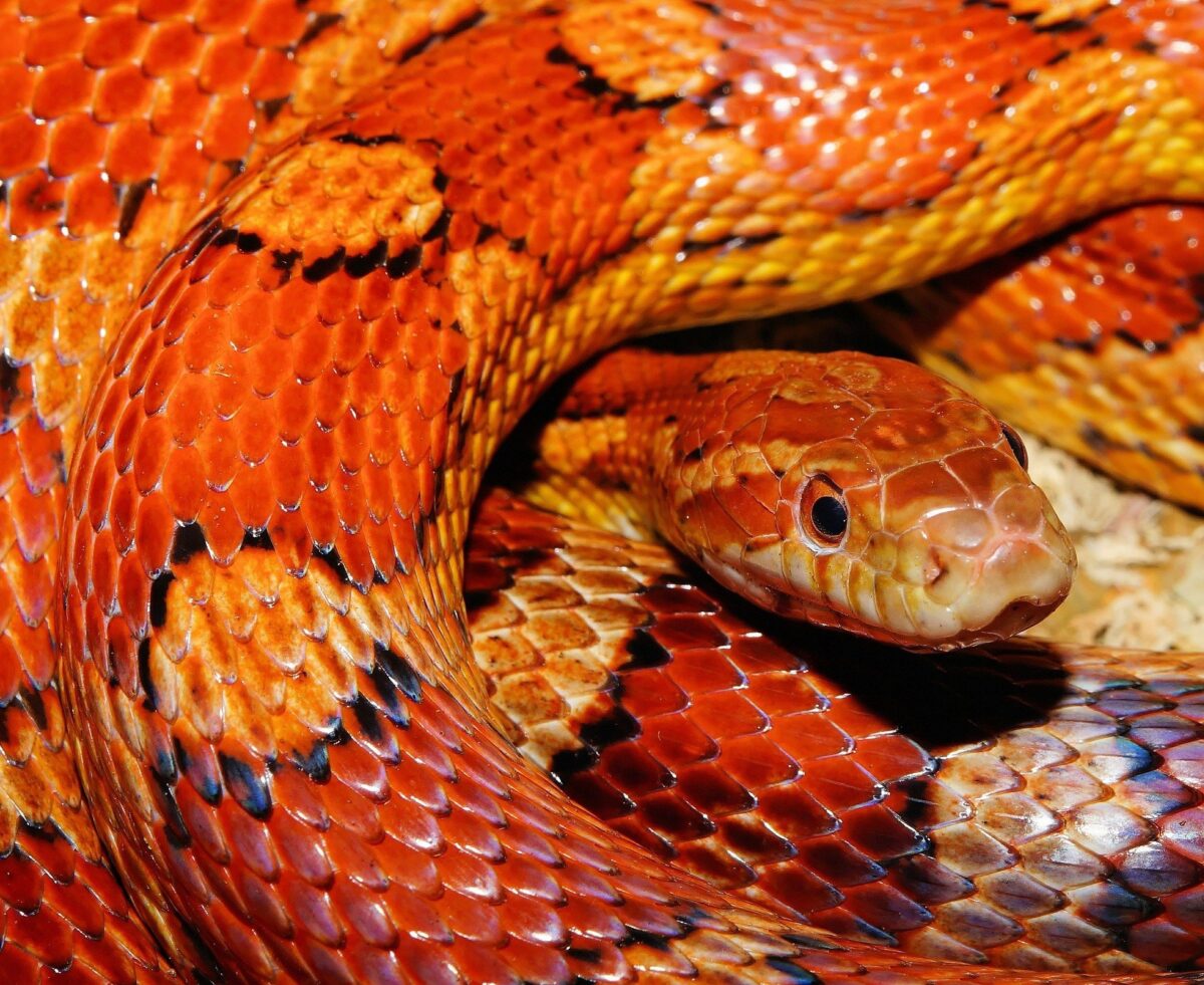 TOP 10 cutest snake breeds in the world, RANKED