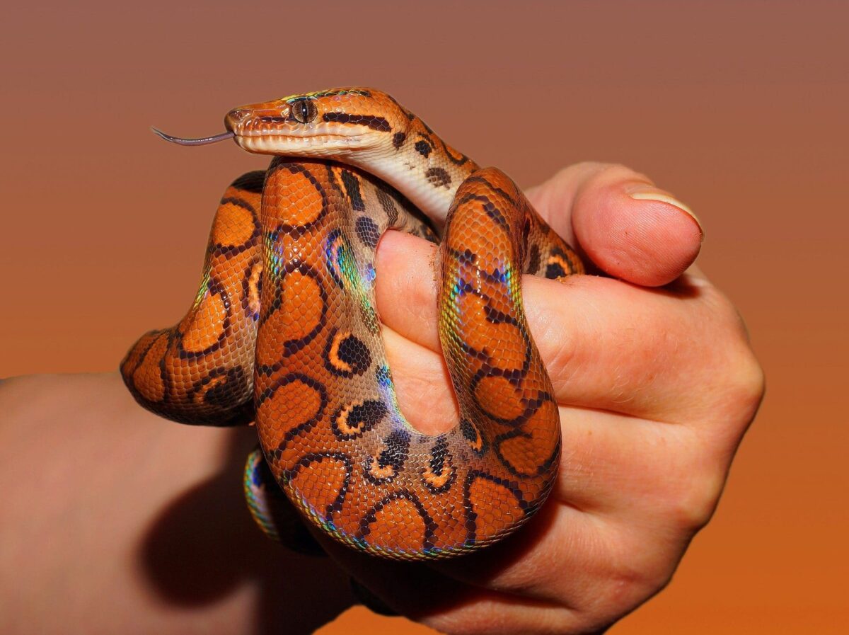 TOP 10 cutest snake breeds in the world, RANKED