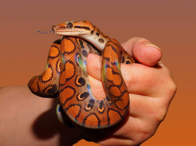 TOP 10 cutest snake breeds in the world, RANKED
