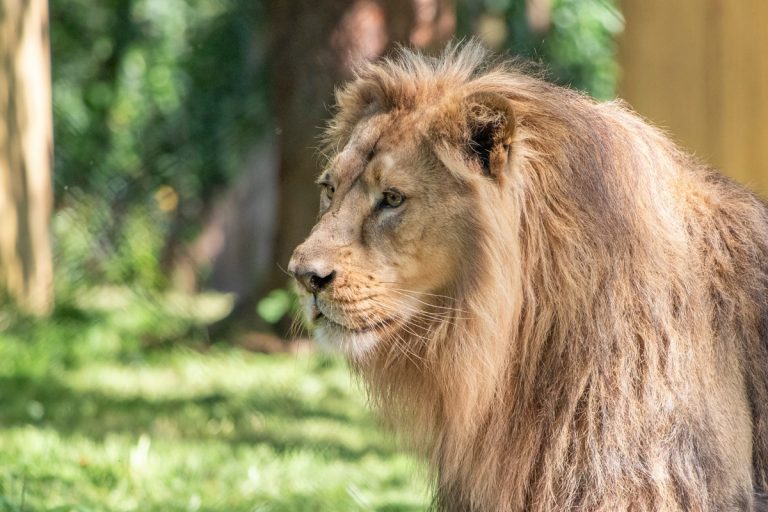 Top 10 best zoos in Europe you NEED to visit, RANKED