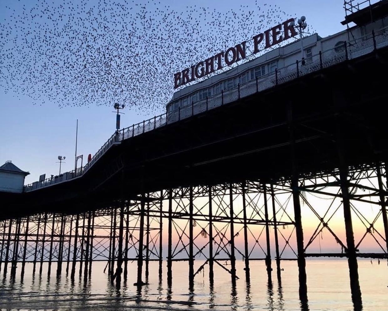 Top 10 best DOG-FRIENDLY HOTELS in Brighton