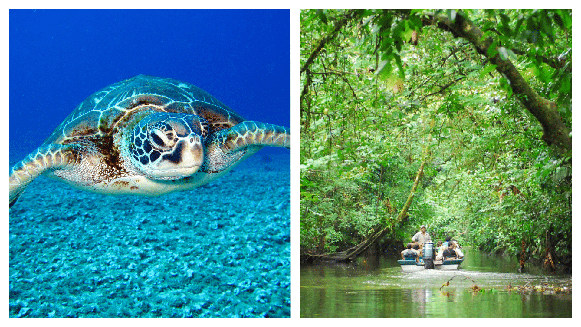 Top 10 BEST places to swim WITH TURTLES in the world