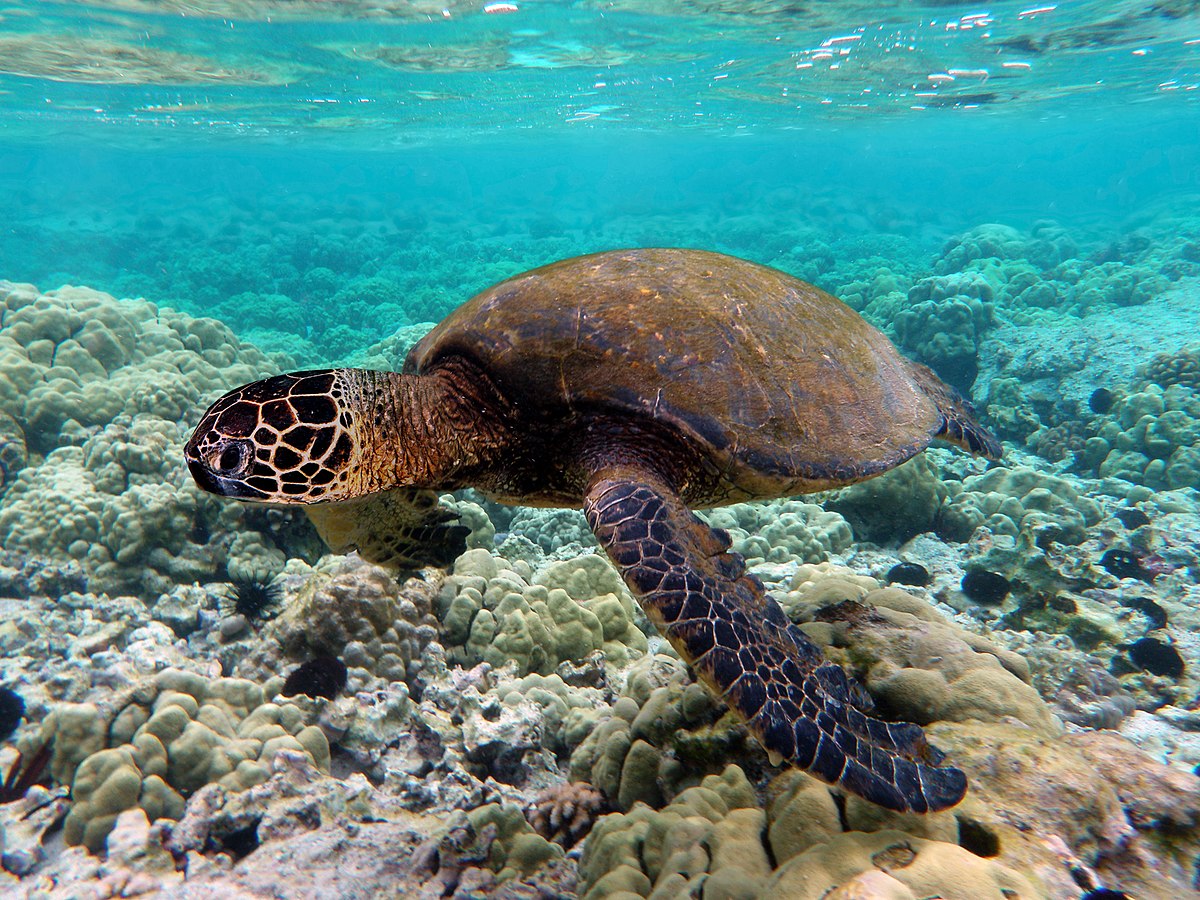 Top 10 BEST places to swim WITH TURTLES in the world