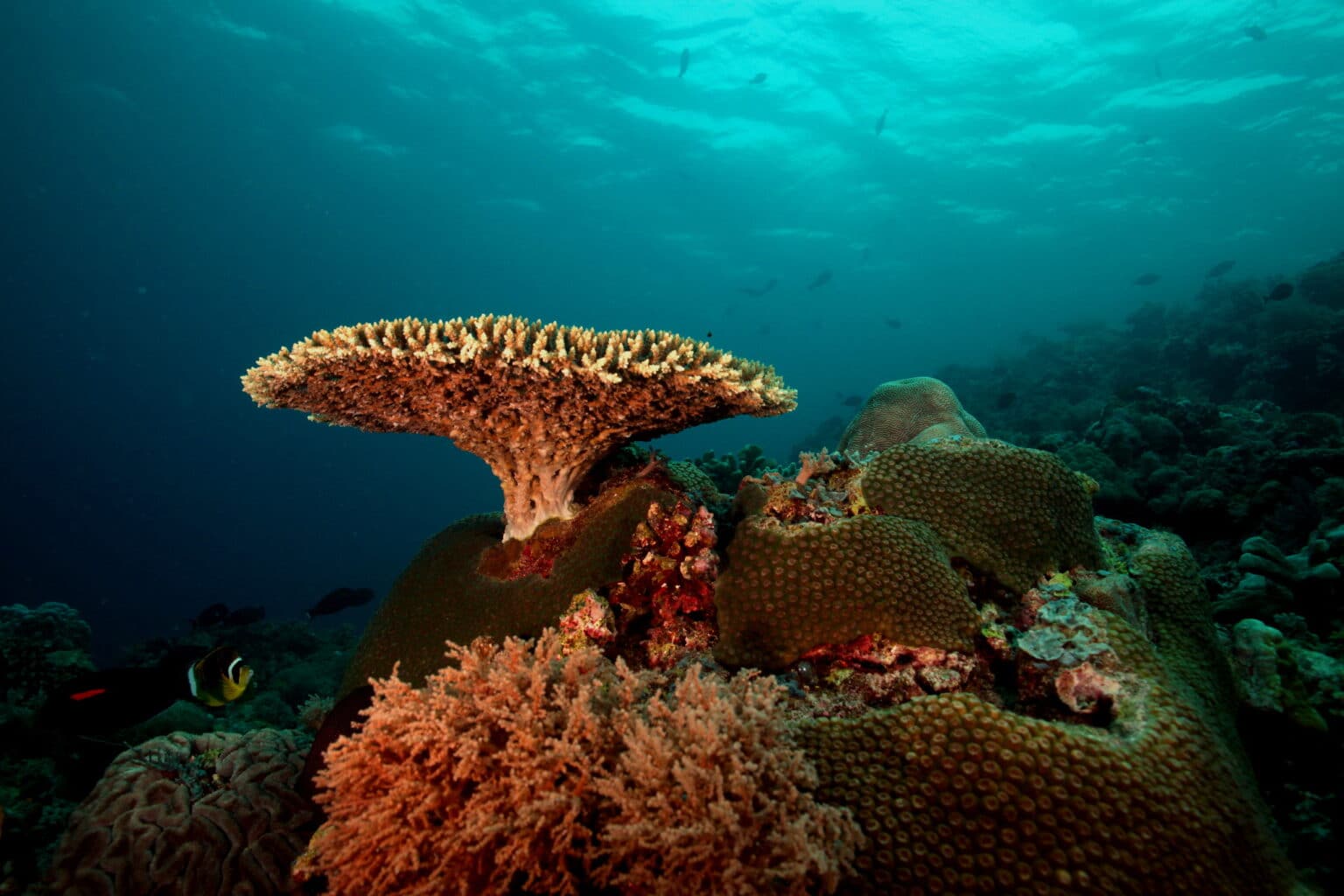Top 10 most BEAUTIFUL coral reefs in the world, RANKED