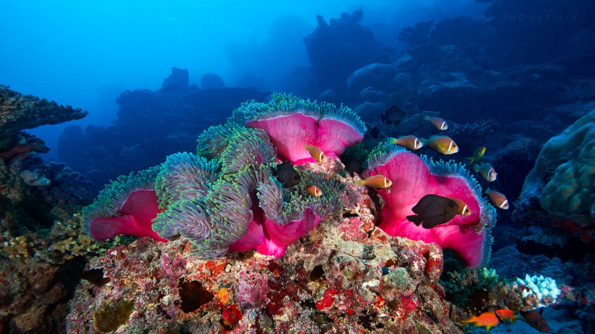 Top 10 most BEAUTIFUL coral reefs in the world, RANKED