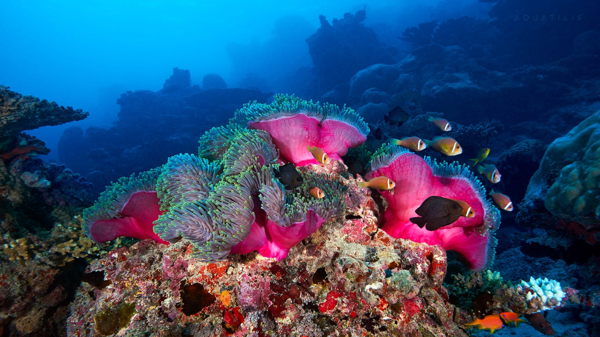 Top 10 most BEAUTIFUL coral reefs in the world, RANKED