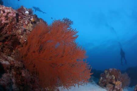 Top 10 most BEAUTIFUL coral reefs in the world, RANKED