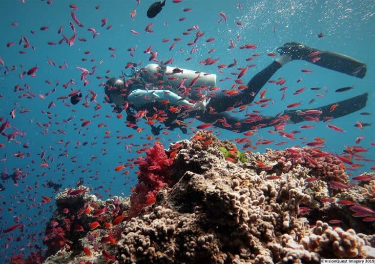 Top 10 most BEAUTIFUL coral reefs in the world, RANKED