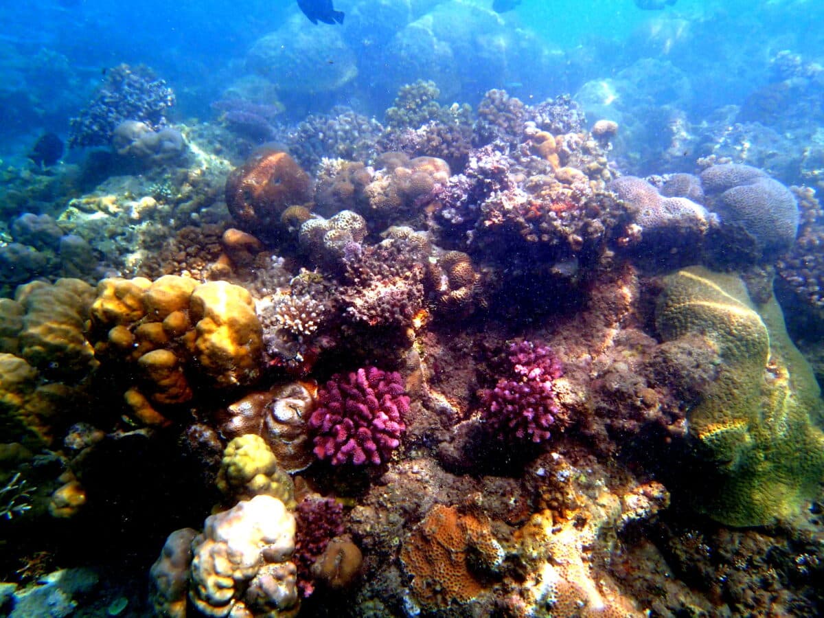 Top 10 most BEAUTIFUL coral reefs in the world, RANKED