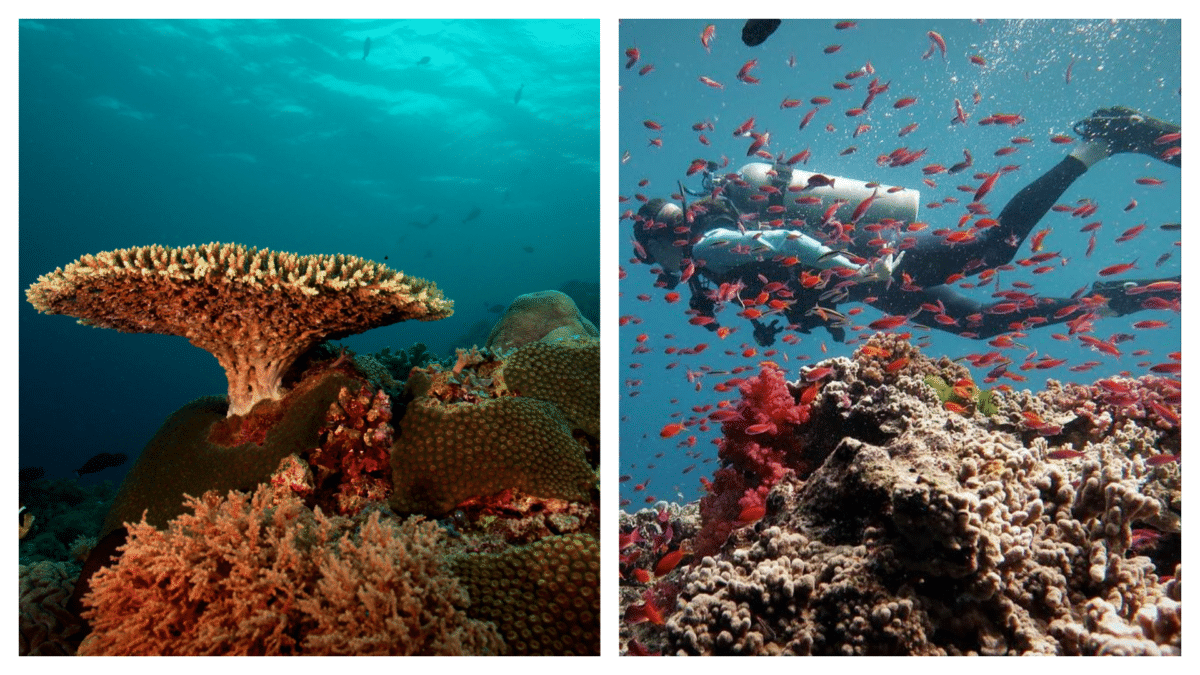 Top 10 most BEAUTIFUL coral reefs in the world, RANKED
