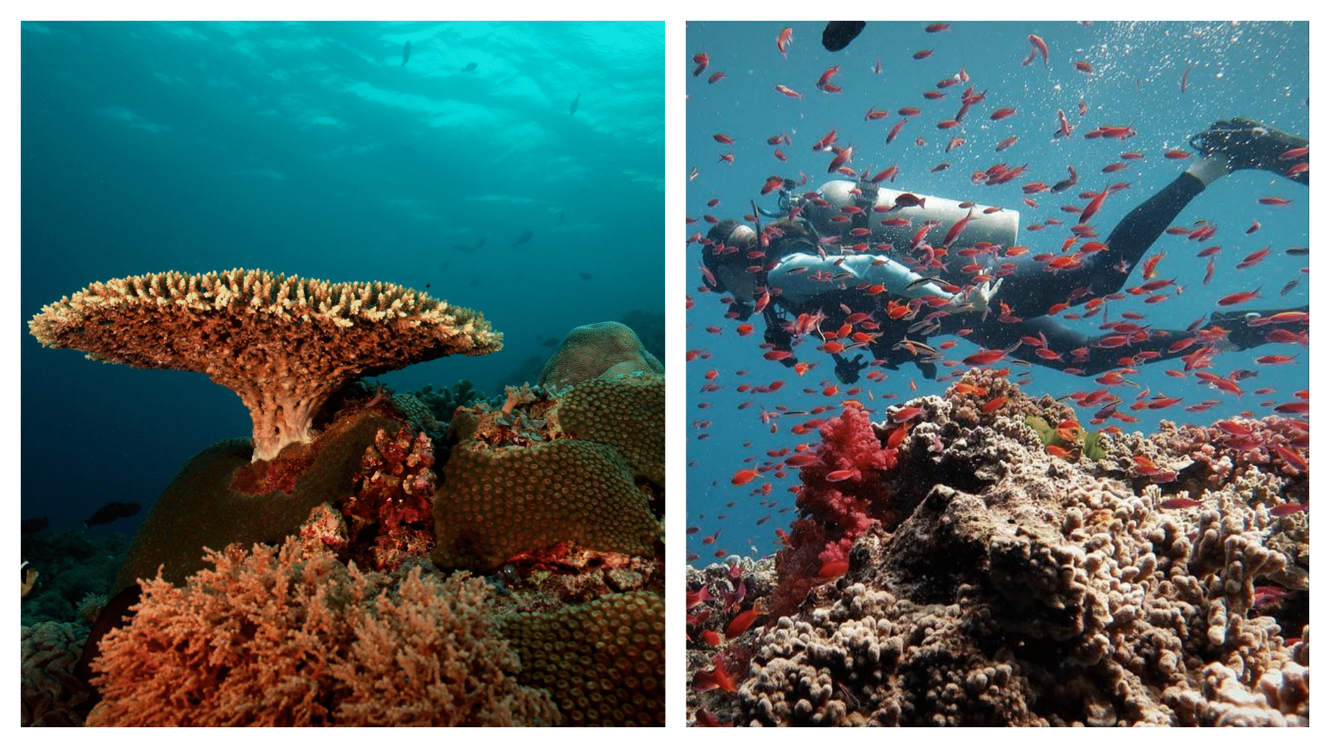 Top 10 Most Beautiful Coral Reefs