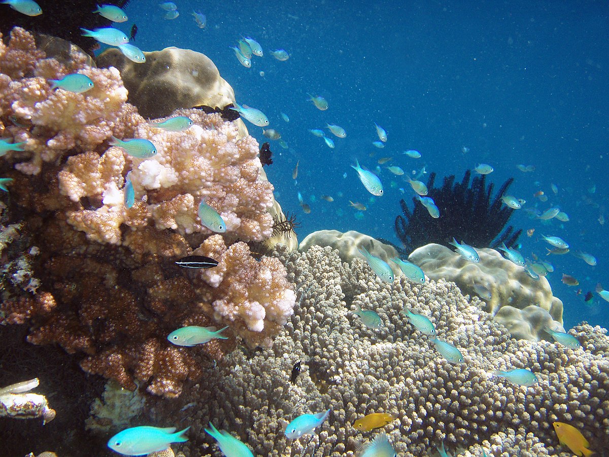 Top 10 most BEAUTIFUL coral reefs in the world, RANKED