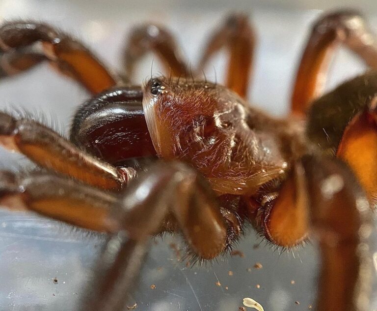 New GIANT SPIDER species discovered in Australia