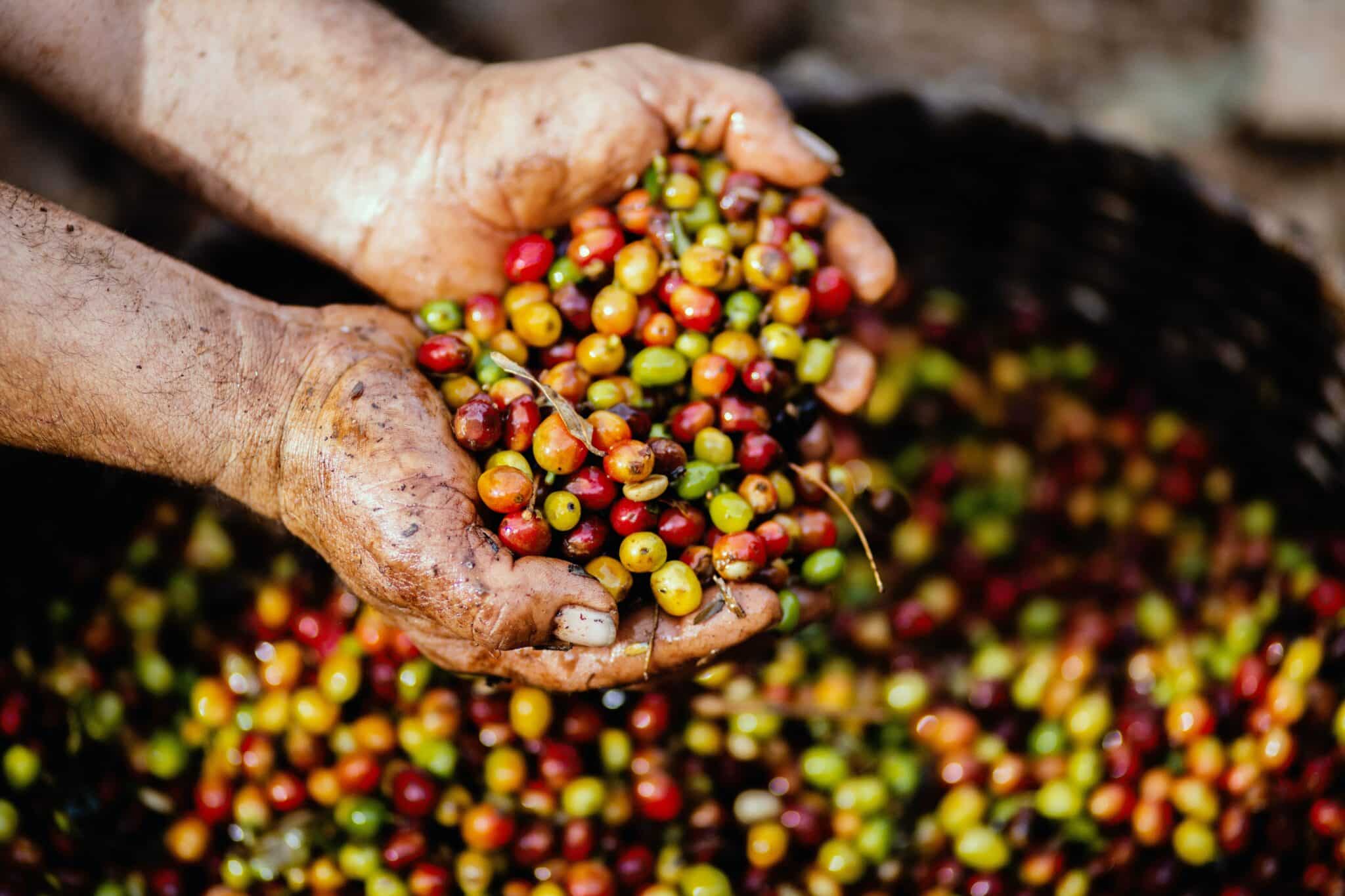 Top 10 best COFFEE tours around the world, RANKED