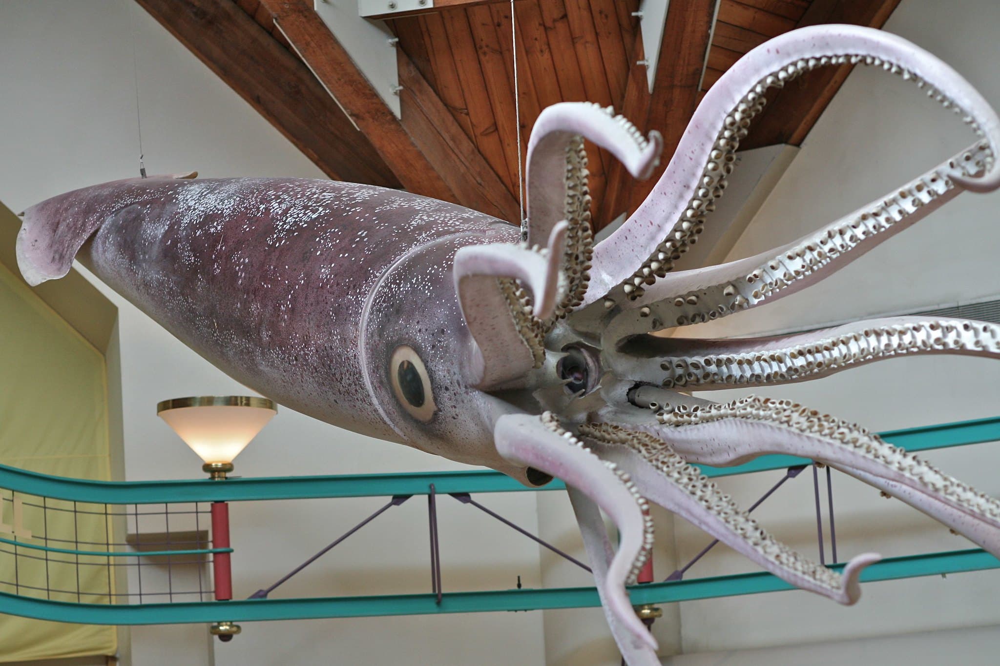 10 RAREST and WEIRDEST deep-sea species