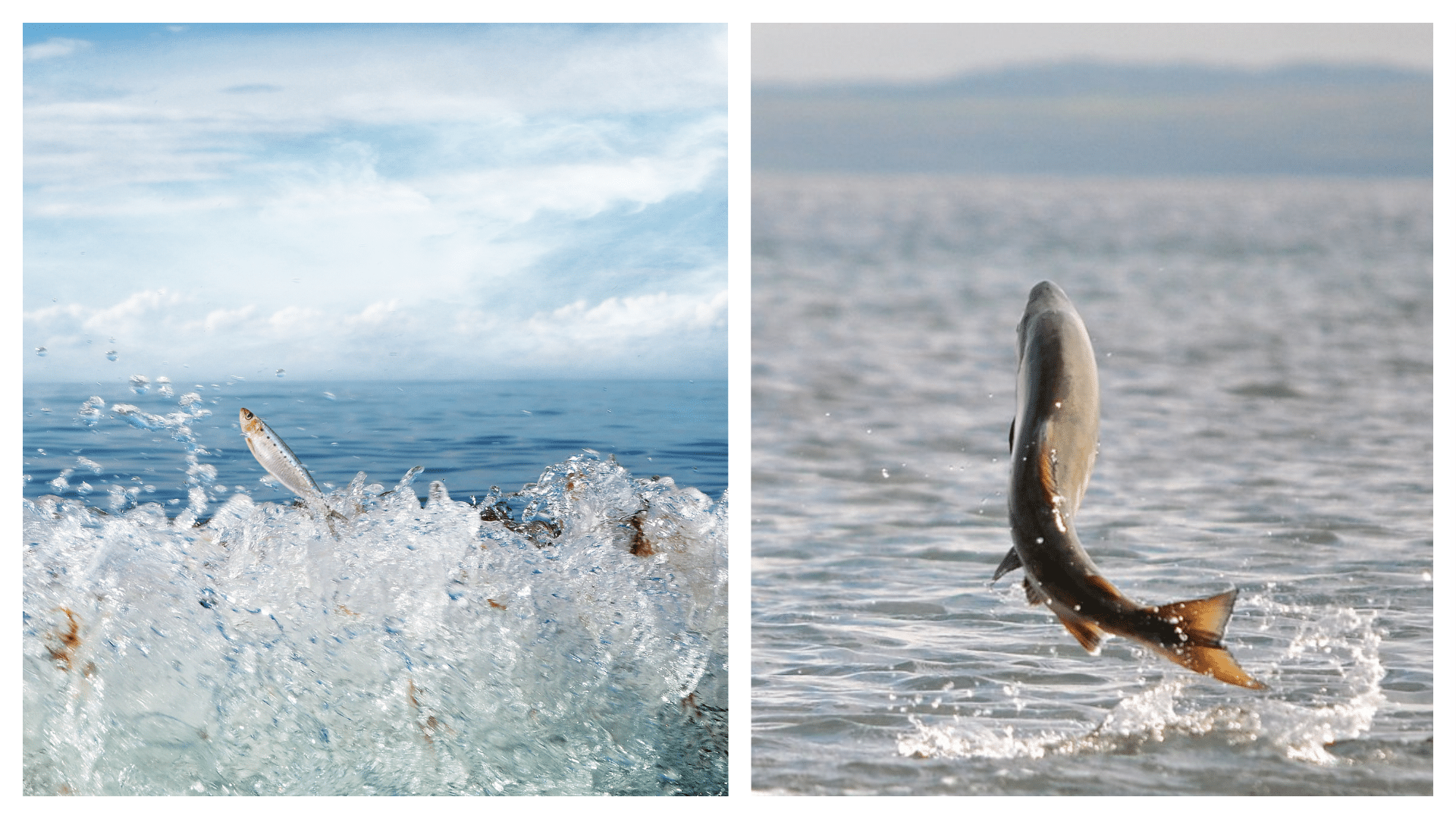 5 reasons WHY fish JUMP out of the water