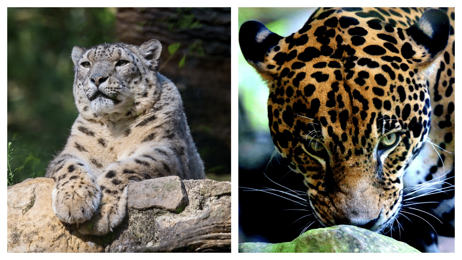 The 5 most DANGEROUS big cat SPECIES in the world