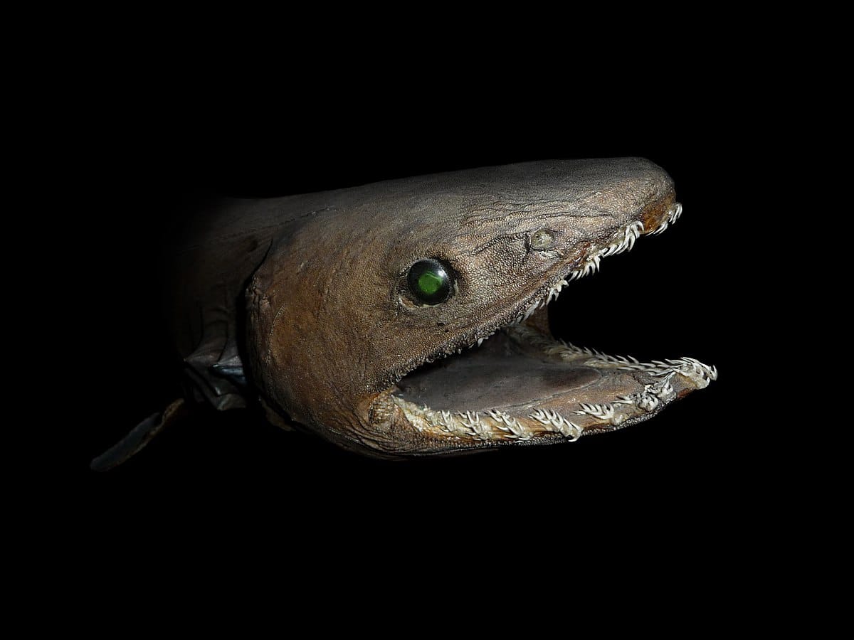 10 RAREST and WEIRDEST deep-sea species