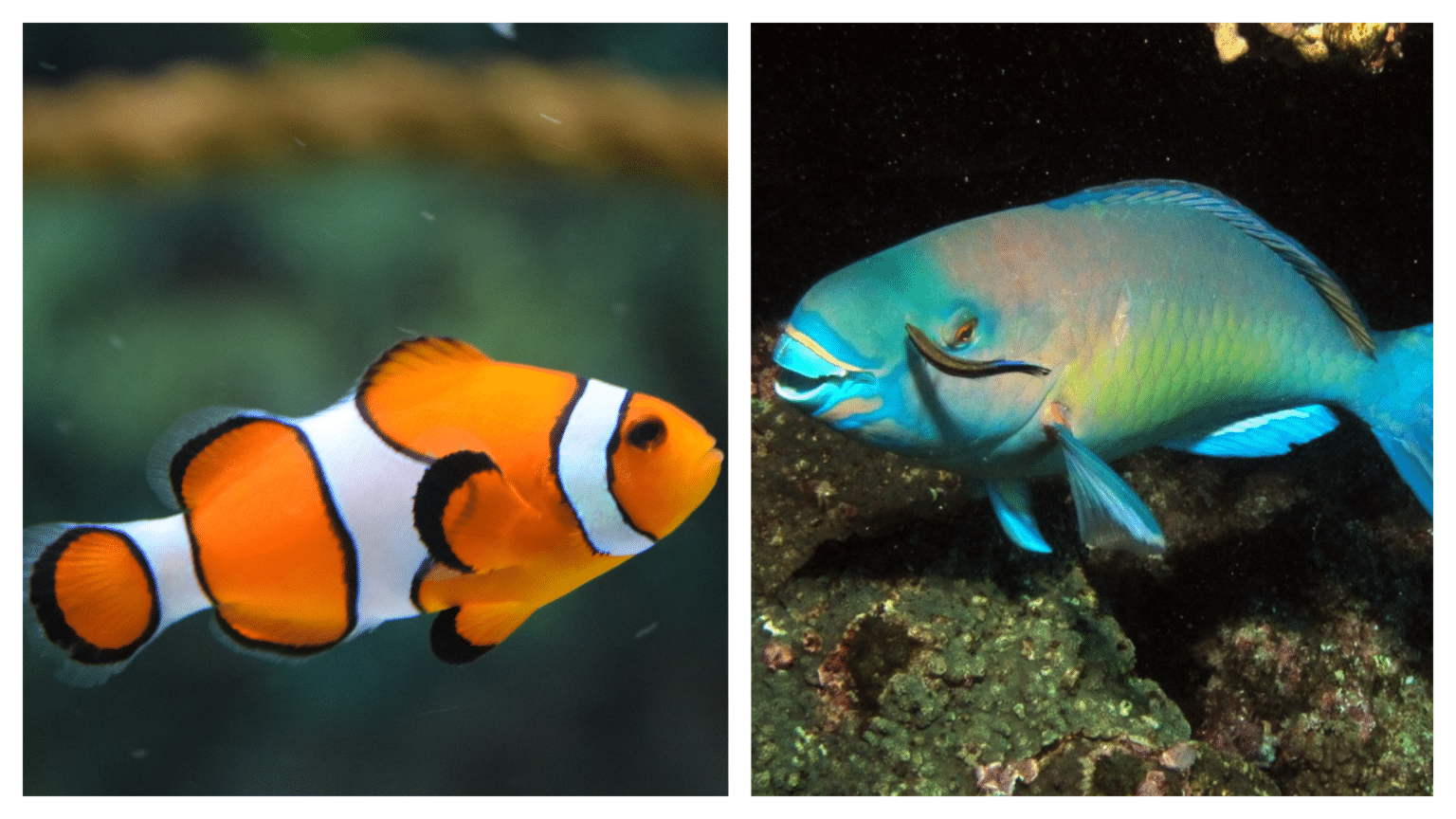 Top 5 UNUSUAL fish BEHAVIOURS and characteristics