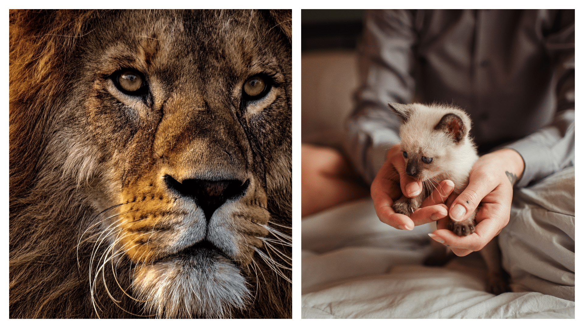 5 differences between dangerous and non-dangerous cat species