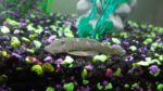 Rubber Lip Pleco CARE GUIDE: size, diet, lifespan, & more