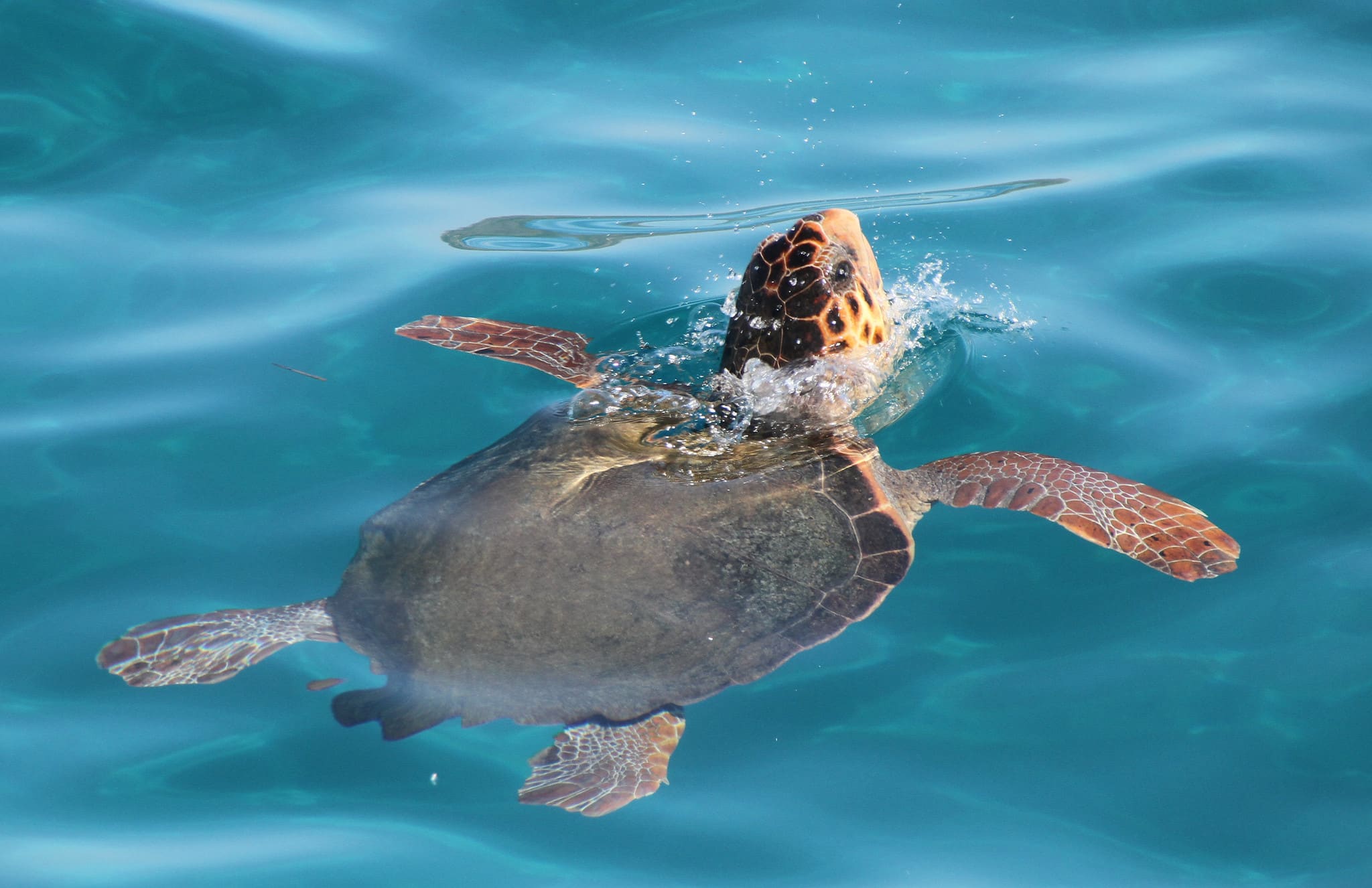 Where to SWIM with TURTLES in EUROPE: the 10 best spots