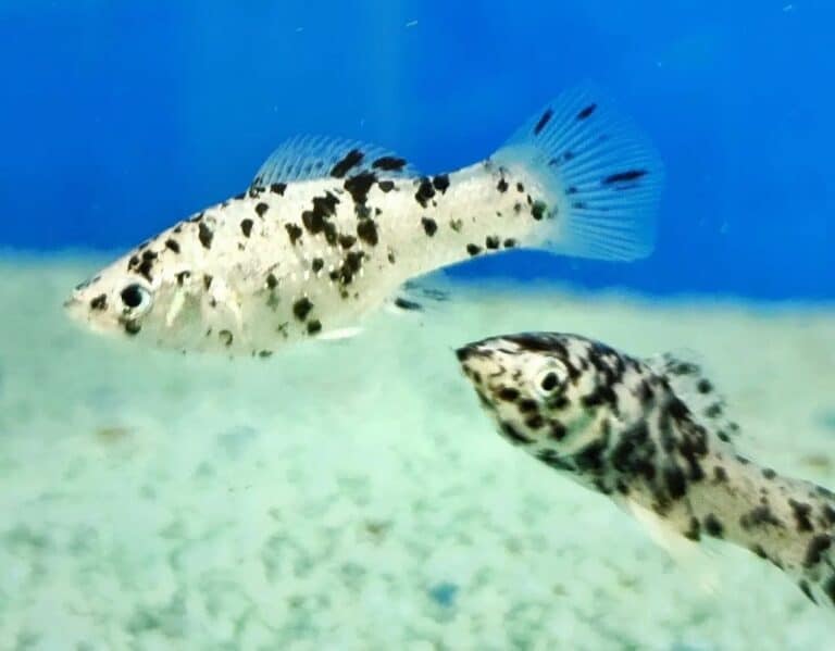 DALMATIAN MOLLY care guide: size, diet, lifespan, & MORE