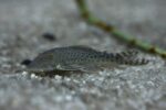 Rubber Lip Pleco CARE GUIDE: size, diet, lifespan, & more