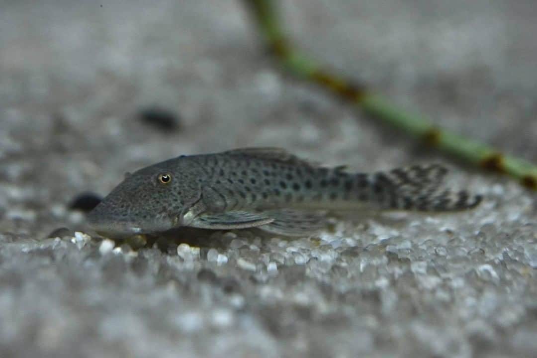 Rubber Lip Pleco CARE GUIDE: size, diet, lifespan, & more