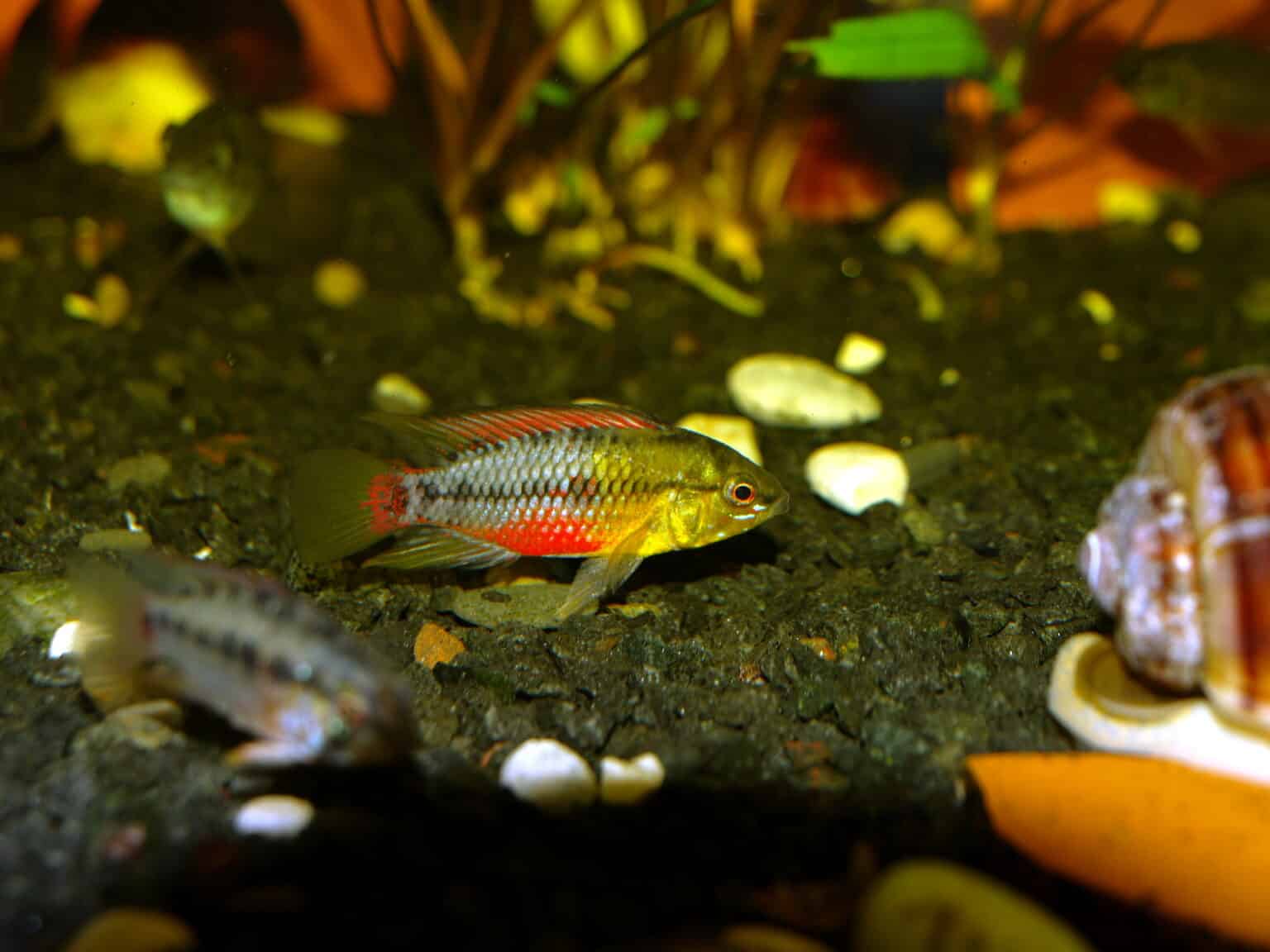 APISTOGRAMMA care guide: size, diet, lifespan & MORE