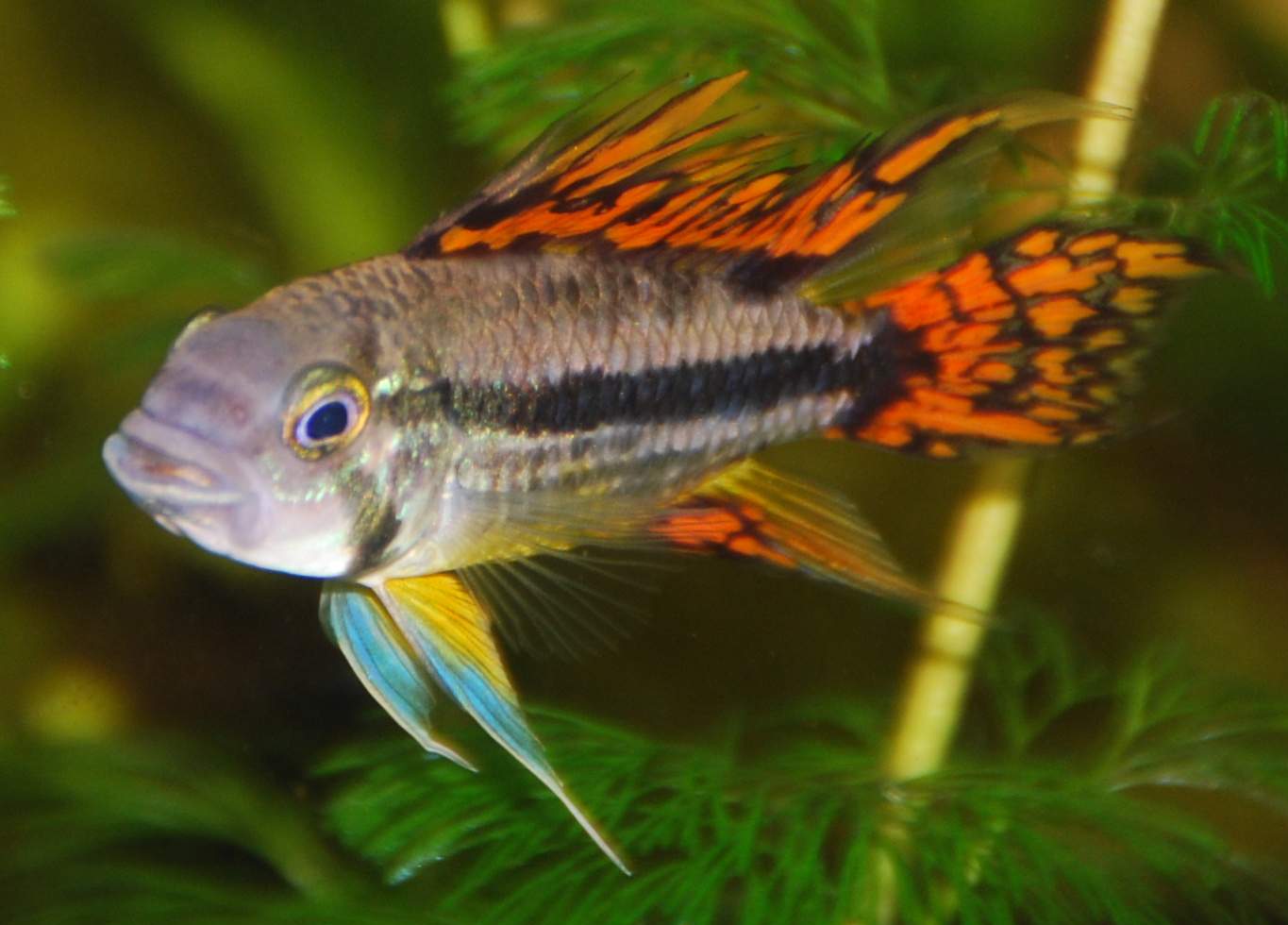APISTOGRAMMA care guide: size, diet, lifespan & MORE