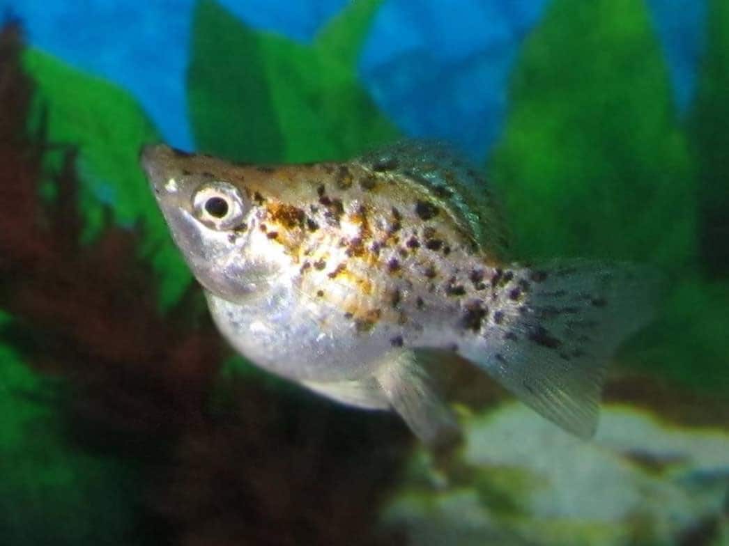 DALMATIAN MOLLY care guide: size, diet, lifespan, & MORE