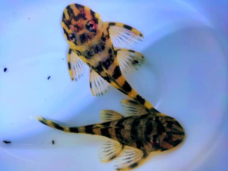 CLOWN PLECO care guide: size, diet, lifespan, & more explained