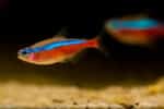 10 STUNNING & COLOURFUL fish species for your tank